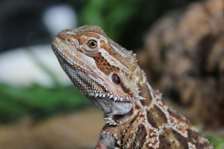 Bearded Dragon Impaction: All Signs & Treatment