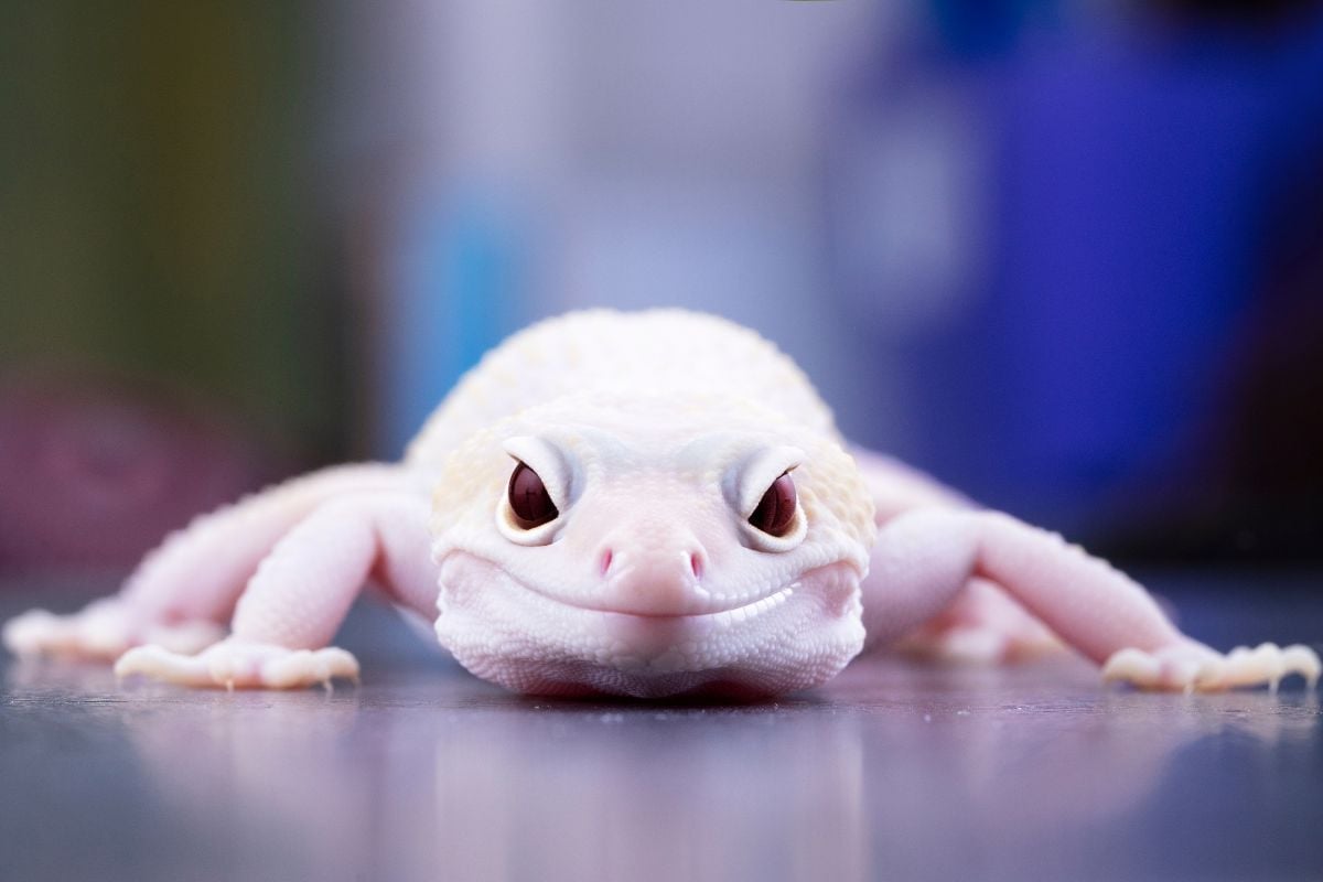 Do Leopard Geckos Need A Heat Lamp?