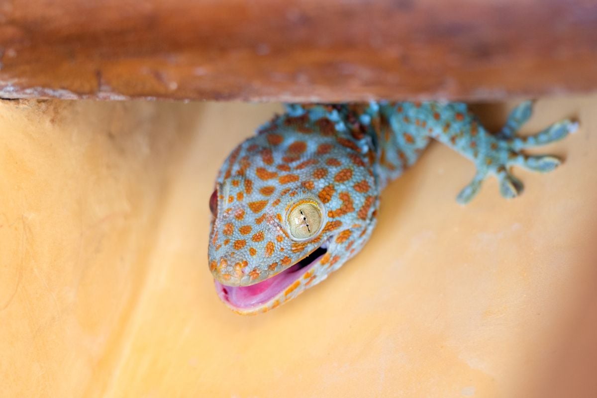 Do Leopard Geckos Have Teeth? All You Need To Know