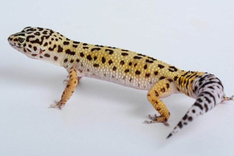 Find Out How Long Leopard Geckos Can Go Without Food Here