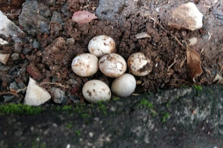 What Do Lizard Eggs Look Like?