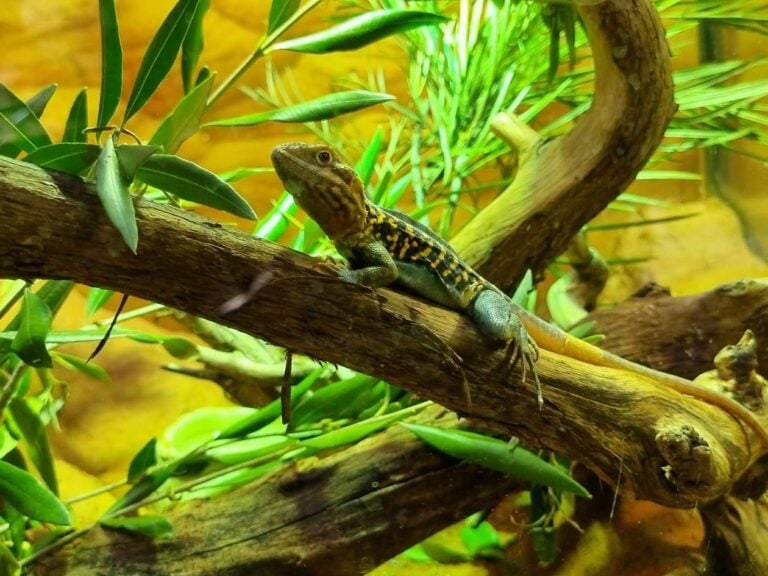 How To Take Care Of A Lizard