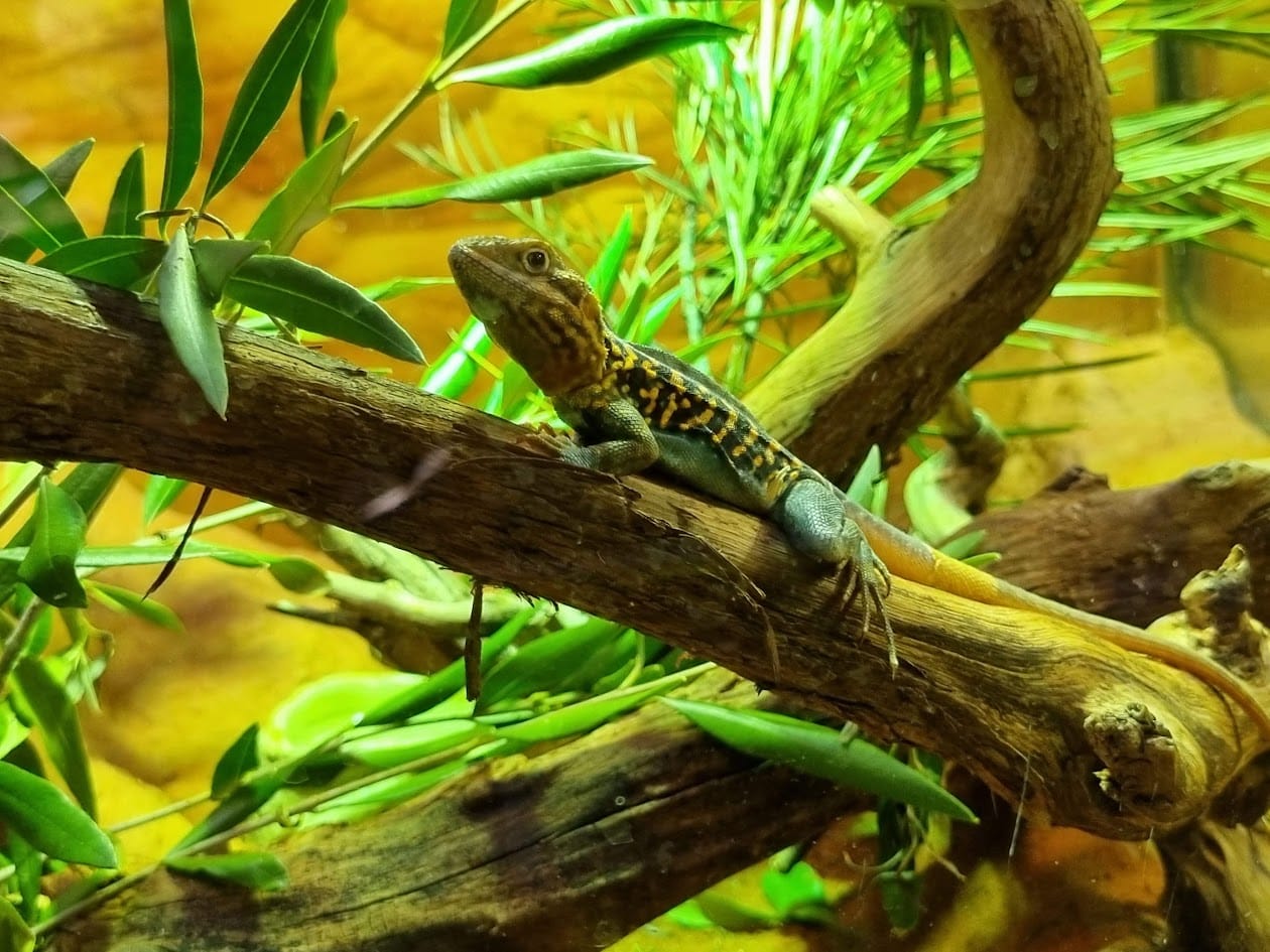 How To Take Care Of A Lizard