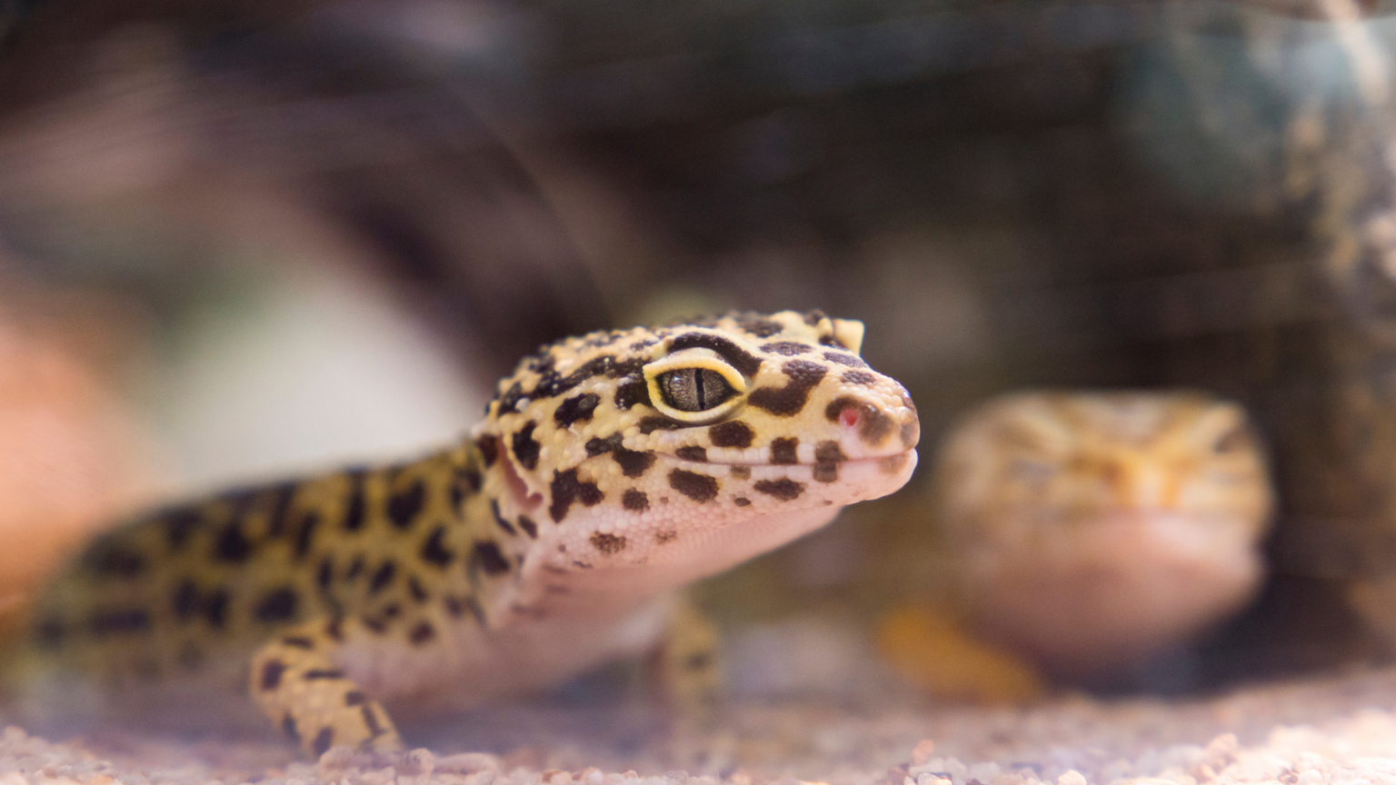 How Long Do Lizards Live? Lifespan by Species (Pet & Wild)
