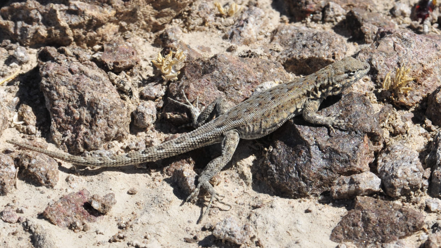 Sagebrush Lizard Care Sheet - Reptile Direct