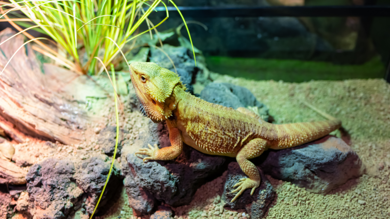 How Long Do Lizards Live? Lifespan by Species (Pet & Wild)