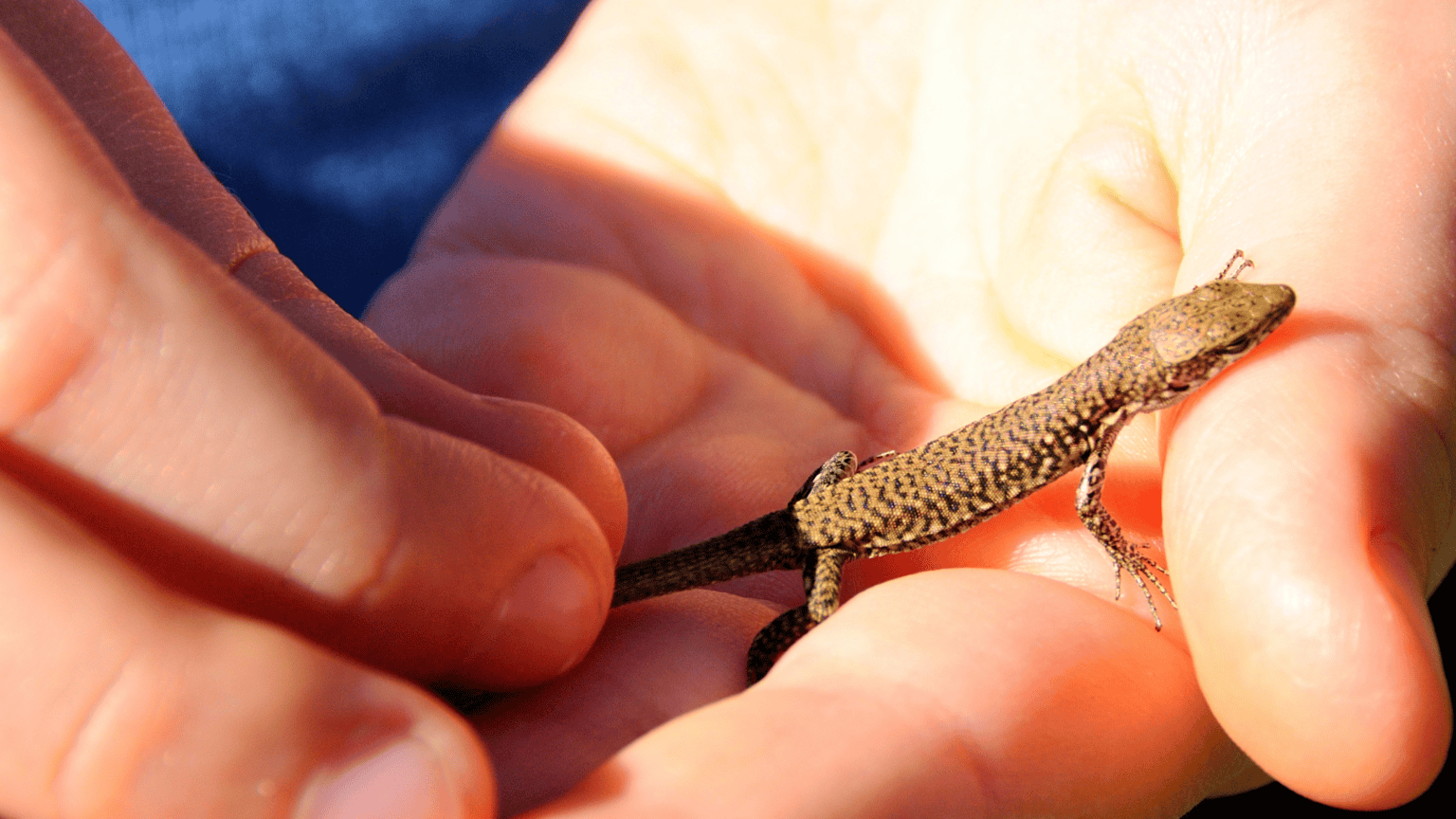 How to Save a Dying Lizard? - Reptile Direct