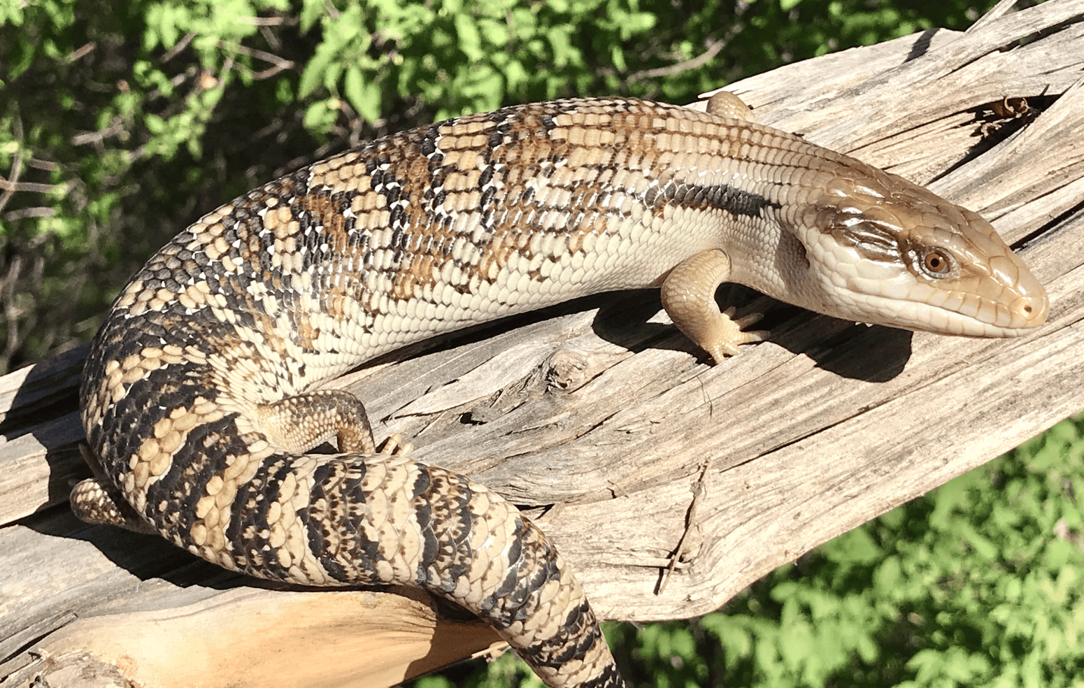 Are Blue Tongue Skinks Good Pets