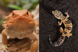 Geckos - Reptile Direct